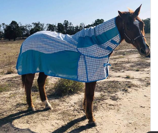** NEW** Design Fly Rug for Horse / Pony / Shetland Heavyweight Full N ...